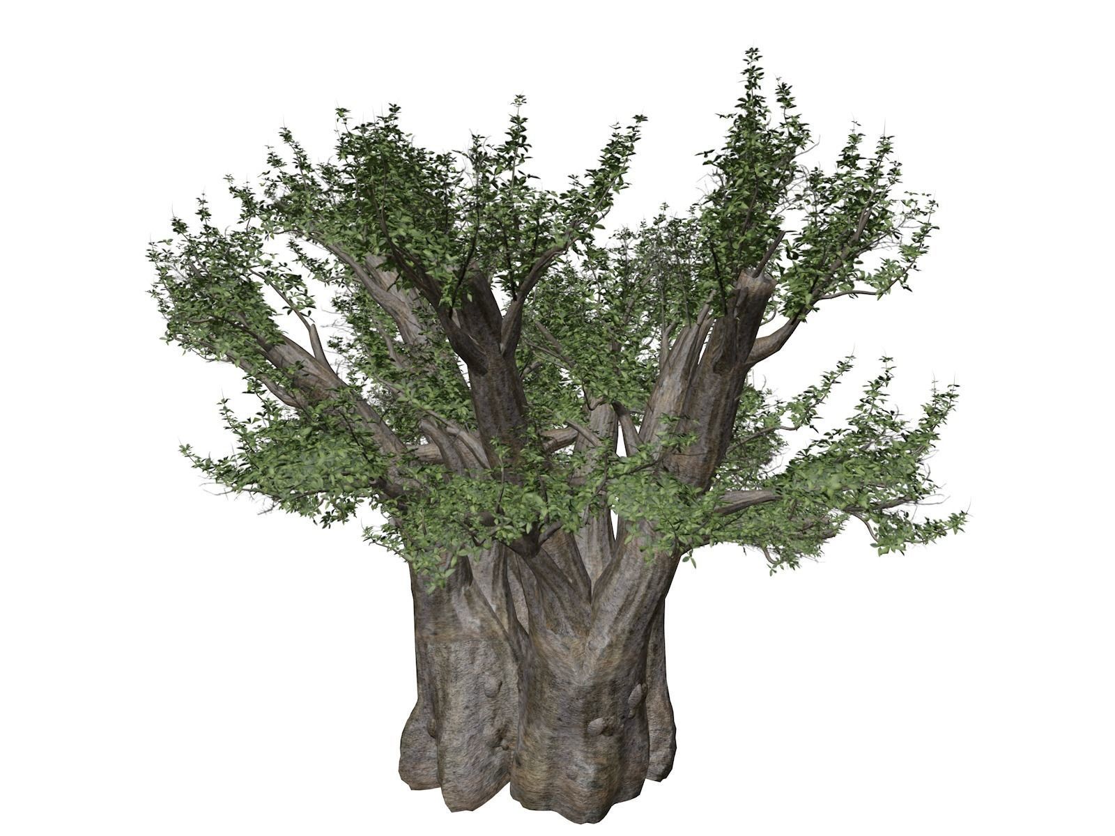 African Baobab Tree - 07 - 3D model | CGTrader