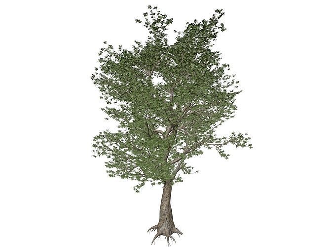American Sycamore Tree - 01 - 3D model | CGTrader