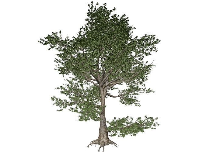 American Sycamore Tree - 02 - 3D model | CGTrader