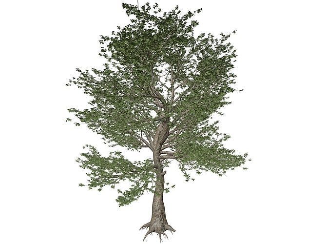 American Sycamore Tree - 04 - 3D model | CGTrader