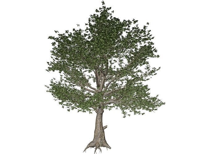 American Sycamore Tree - 05 - 3D model | CGTrader
