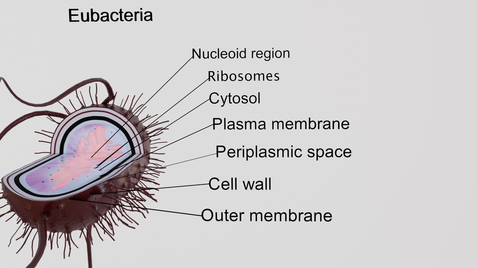 3D model Eubacteria VR / AR / low-poly | CGTrader