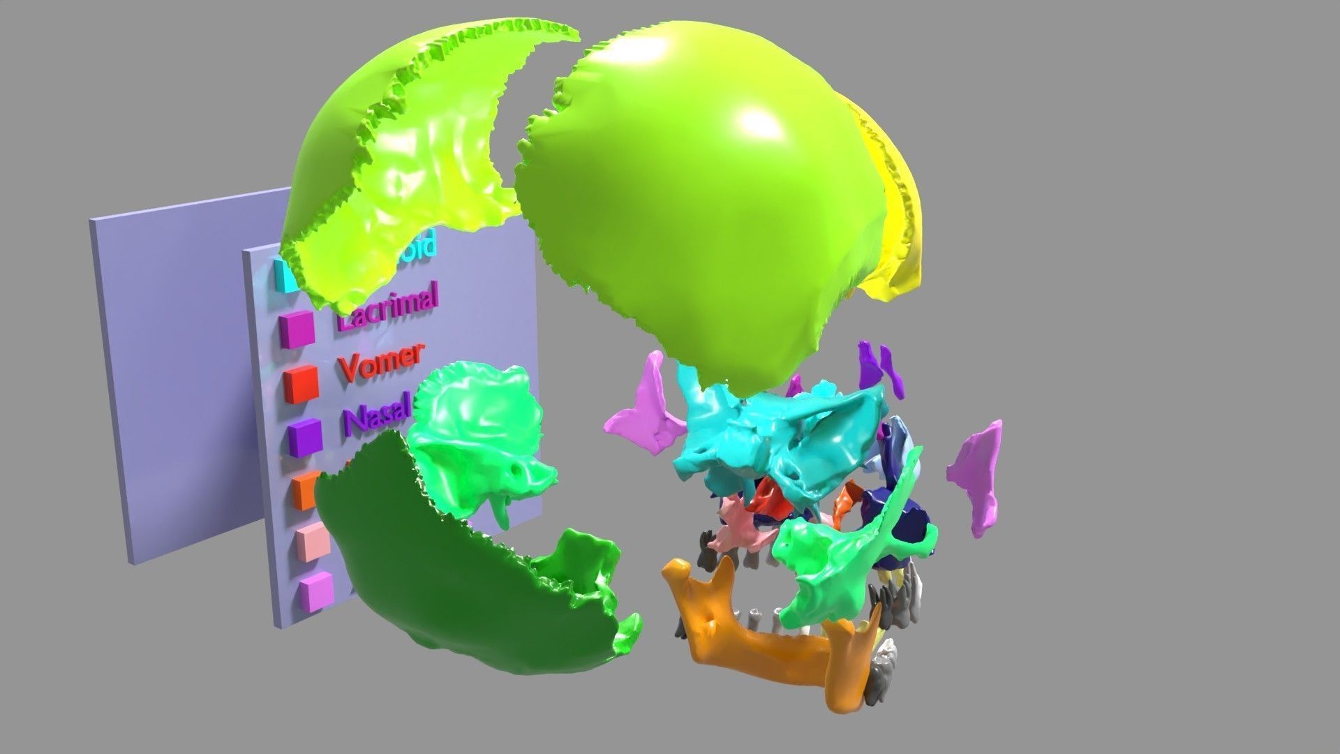 Skull bones colored separable labelled 3D model | CGTrader