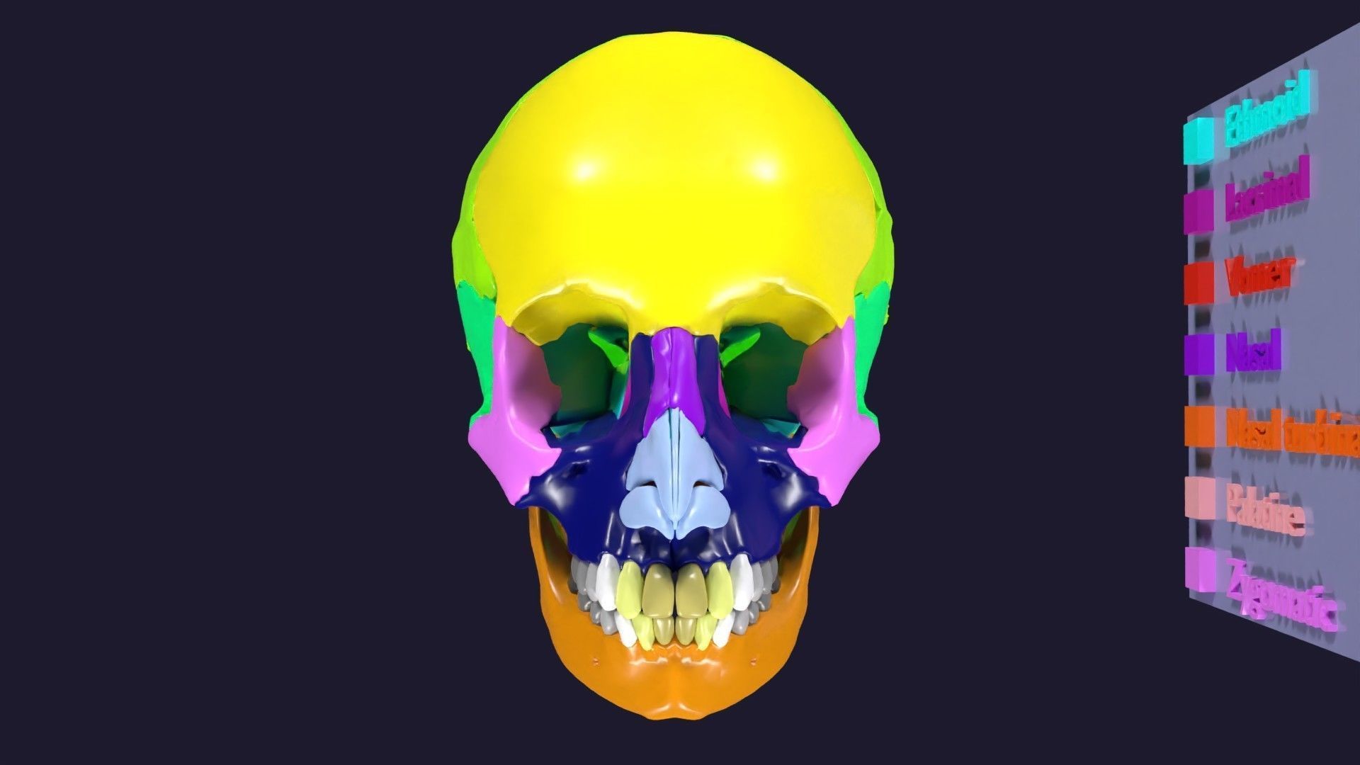 Skull bones colored separable labelled 3D model | CGTrader