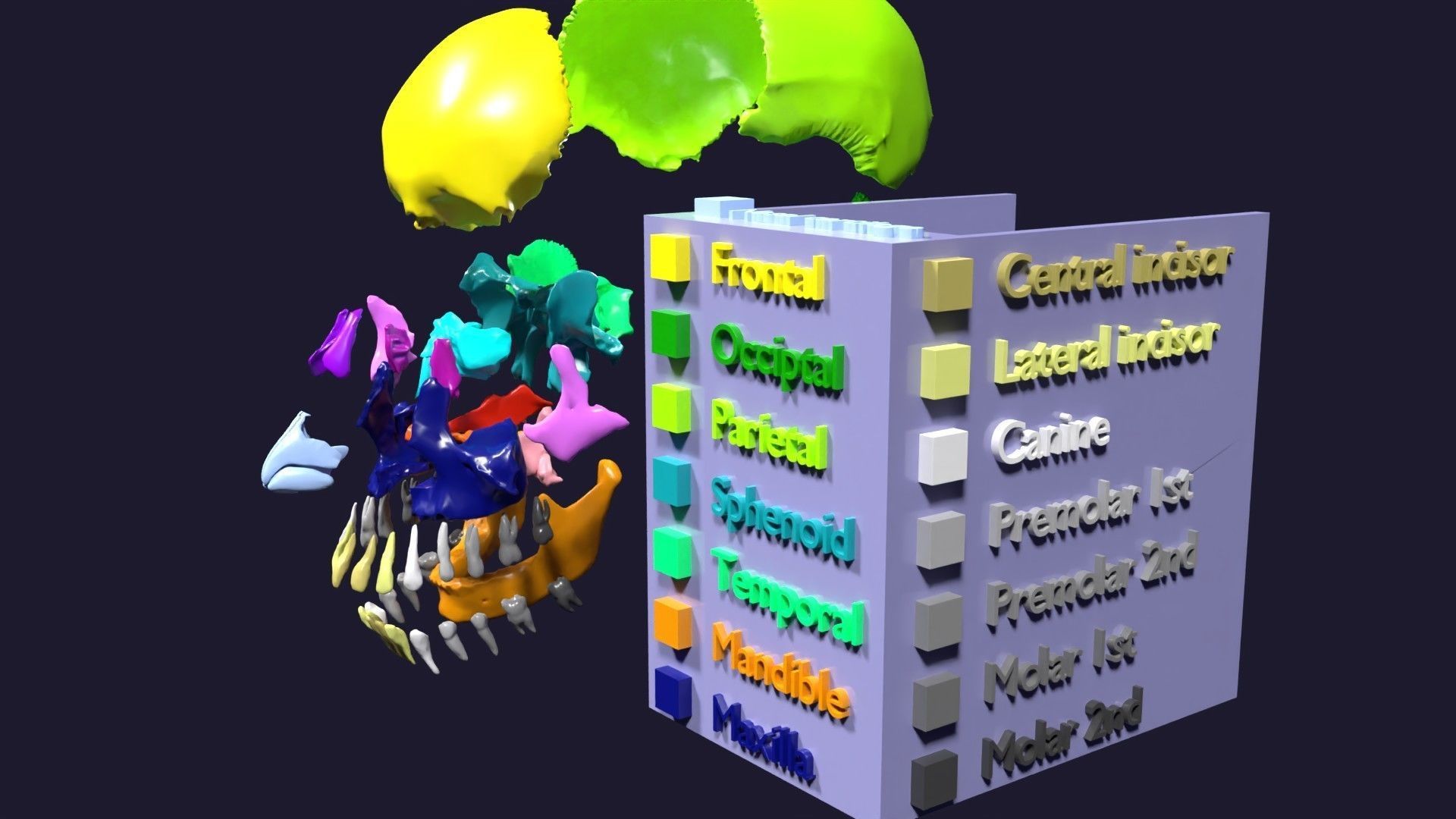 Skull bones colored separable labelled 3D model | CGTrader