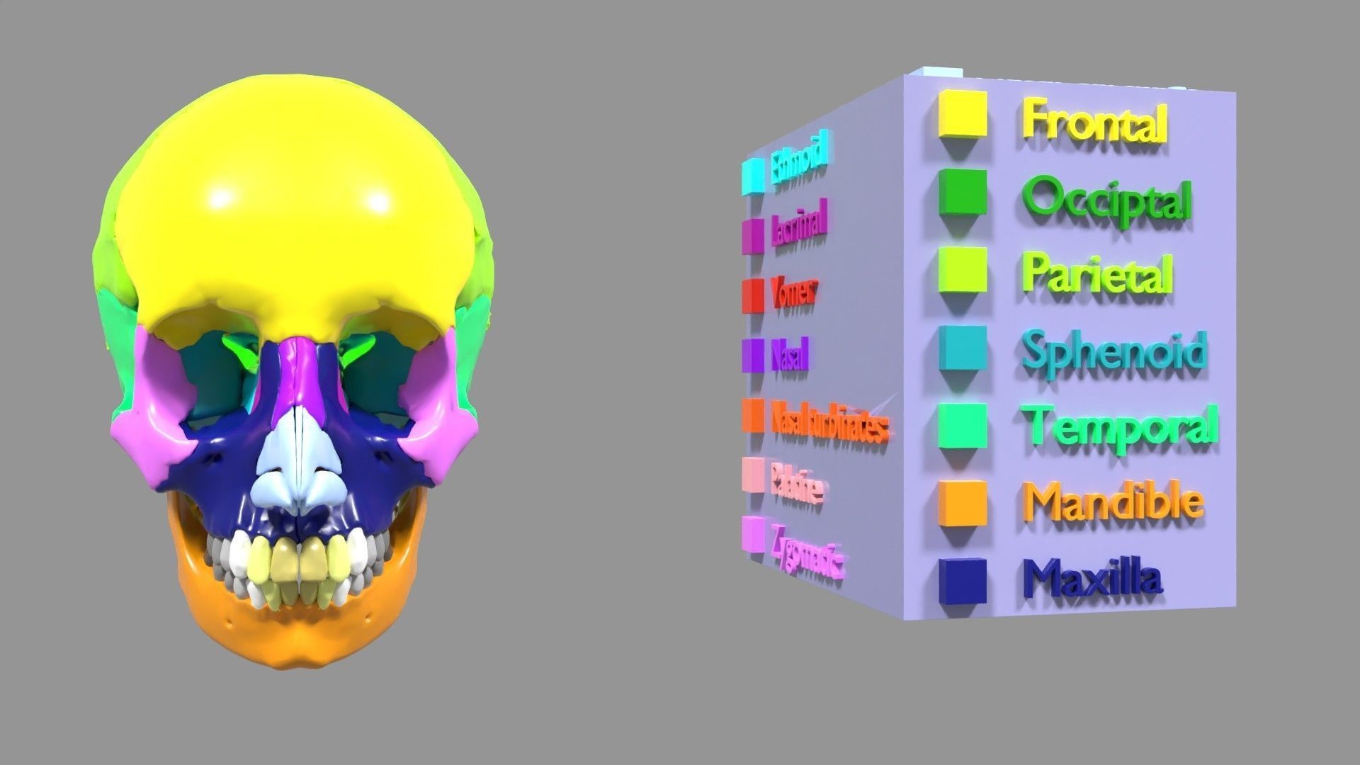 Skull bones colored separable labelled 3D model | CGTrader