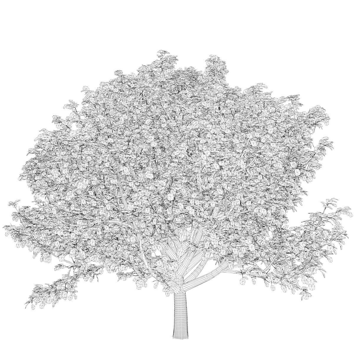 Bradford Callery Pear Tree - 07 - 3D model | CGTrader