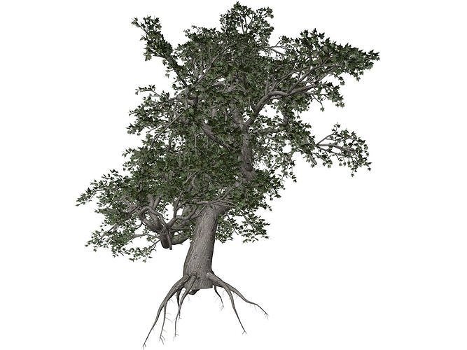 Japanese Maple Tree - 02 3D model | CGTrader