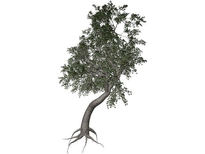 Japanese Maple Tree - 10 - 3D model | CGTrader