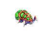 Starcraft 2 baneling model goes boom boom 3D model 3D printable | CGTrader