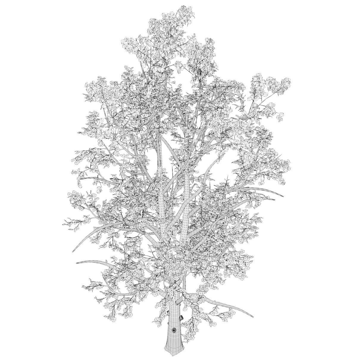 Mountain Maple Tree in Fall - 01 3D model | CGTrader