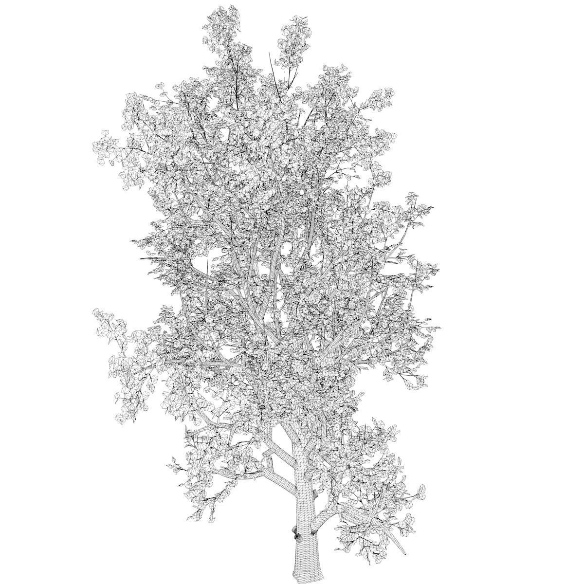 Mountain Maple Tree in Fall - 02 3D model | CGTrader