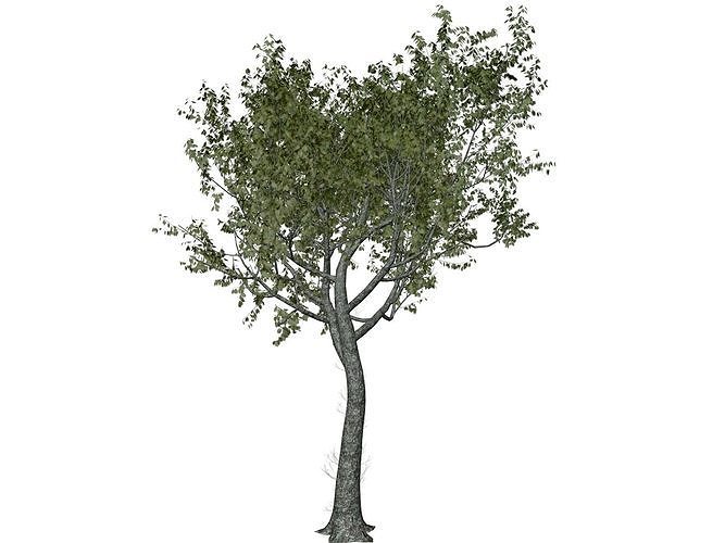 Red Oak Tree - 05 - 3D model | CGTrader