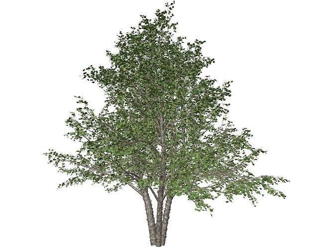 River Birch Tree - 01 3D model | CGTrader