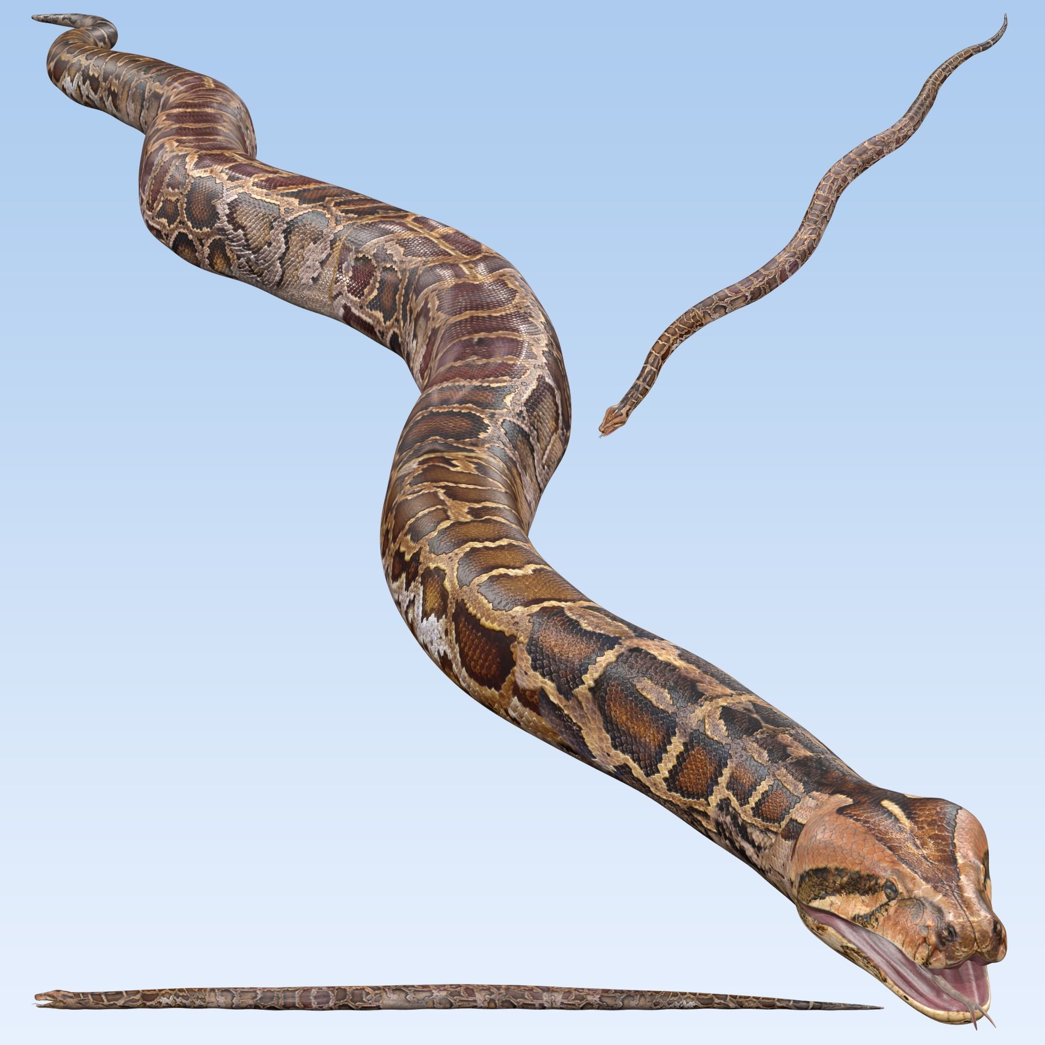 Burmese Python Snake 3D model rigged | CGTrader