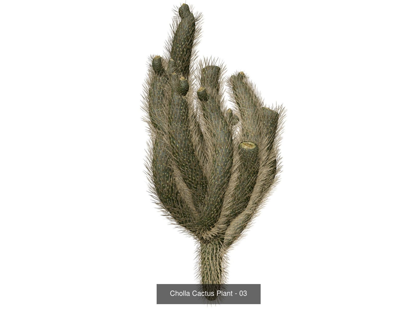 Cholla Cactus Plants 3D Model Collection | CGTrader