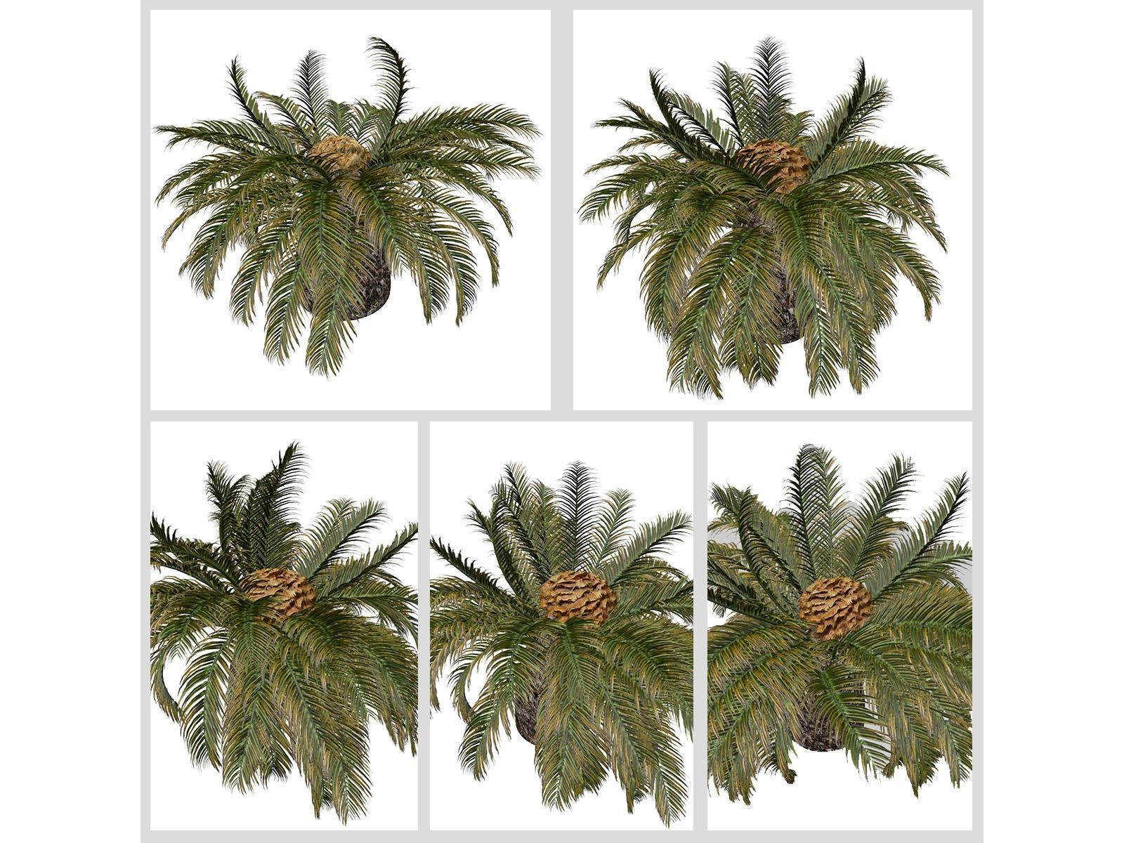 Sago Palm Trees 3D Model Collection | CGTrader