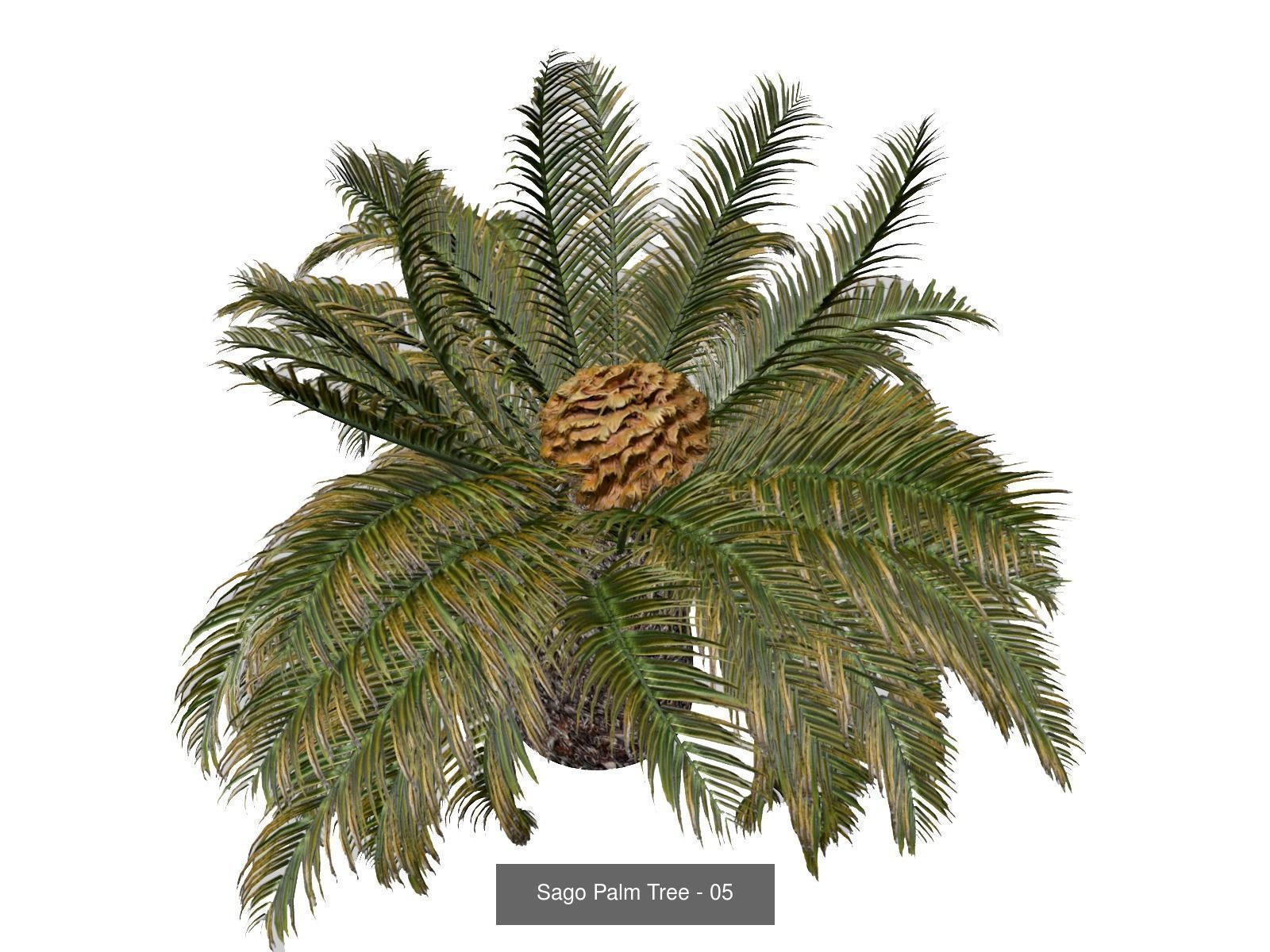 Sago Palm Trees 3D Model Collection | CGTrader