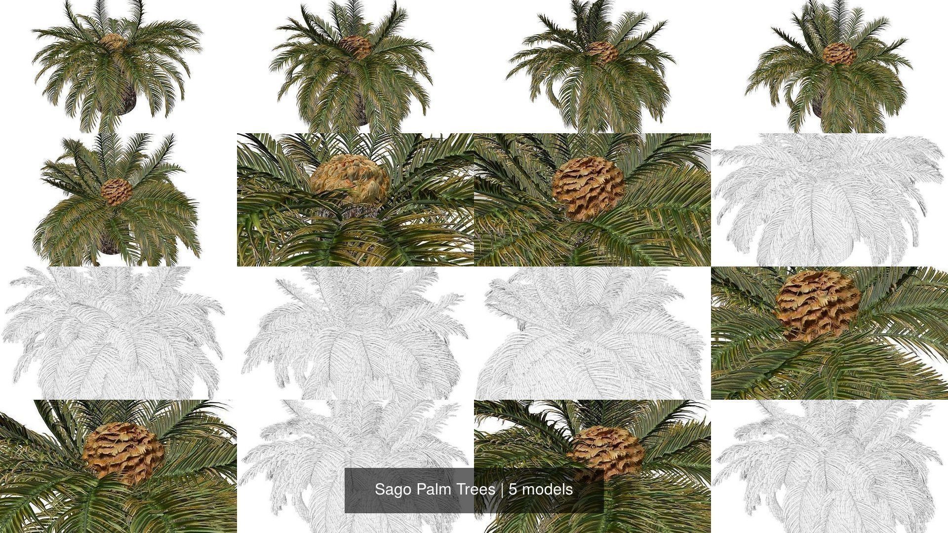 Sago Palm Trees 3D Model Collection | CGTrader