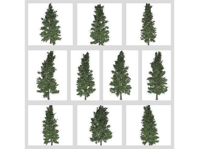 American Holly Trees 3D Model Collection | CGTrader