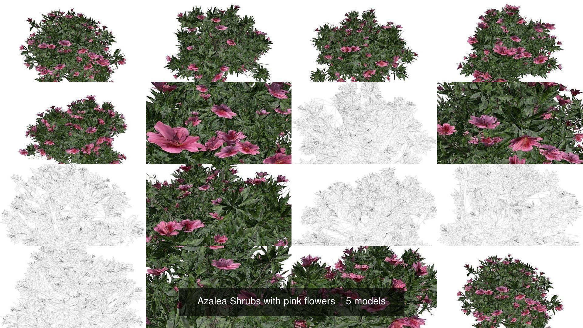 Azalea Shrubs with pink flowers 3D Model Collection | CGTrader