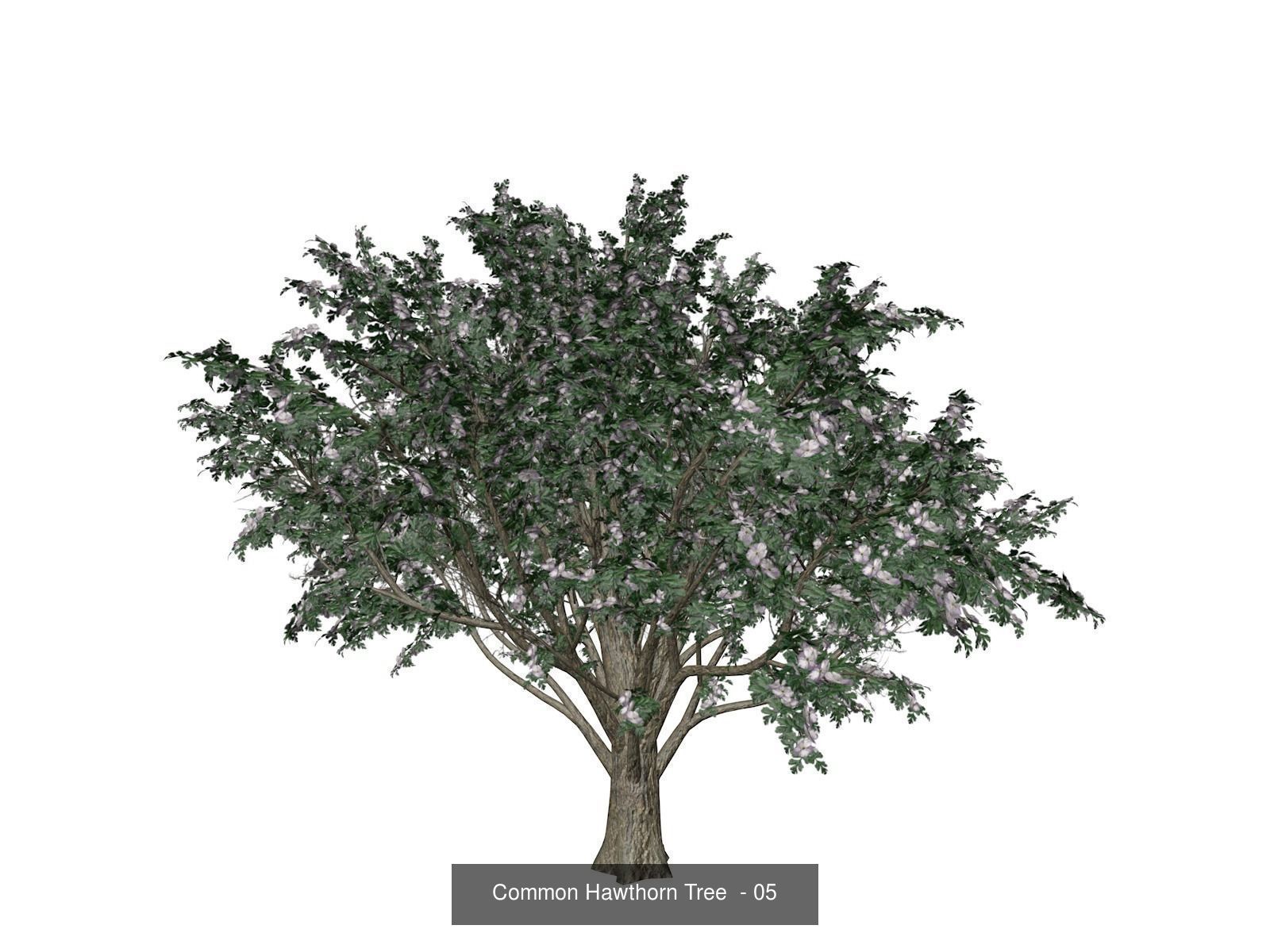 Common Hawthorn Trees 3D Model Collection | CGTrader