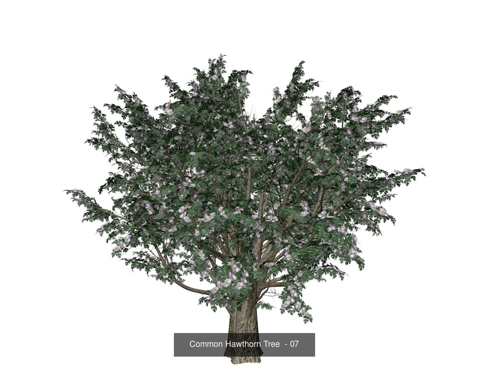 Common Hawthorn Trees 3D Model Collection | CGTrader
