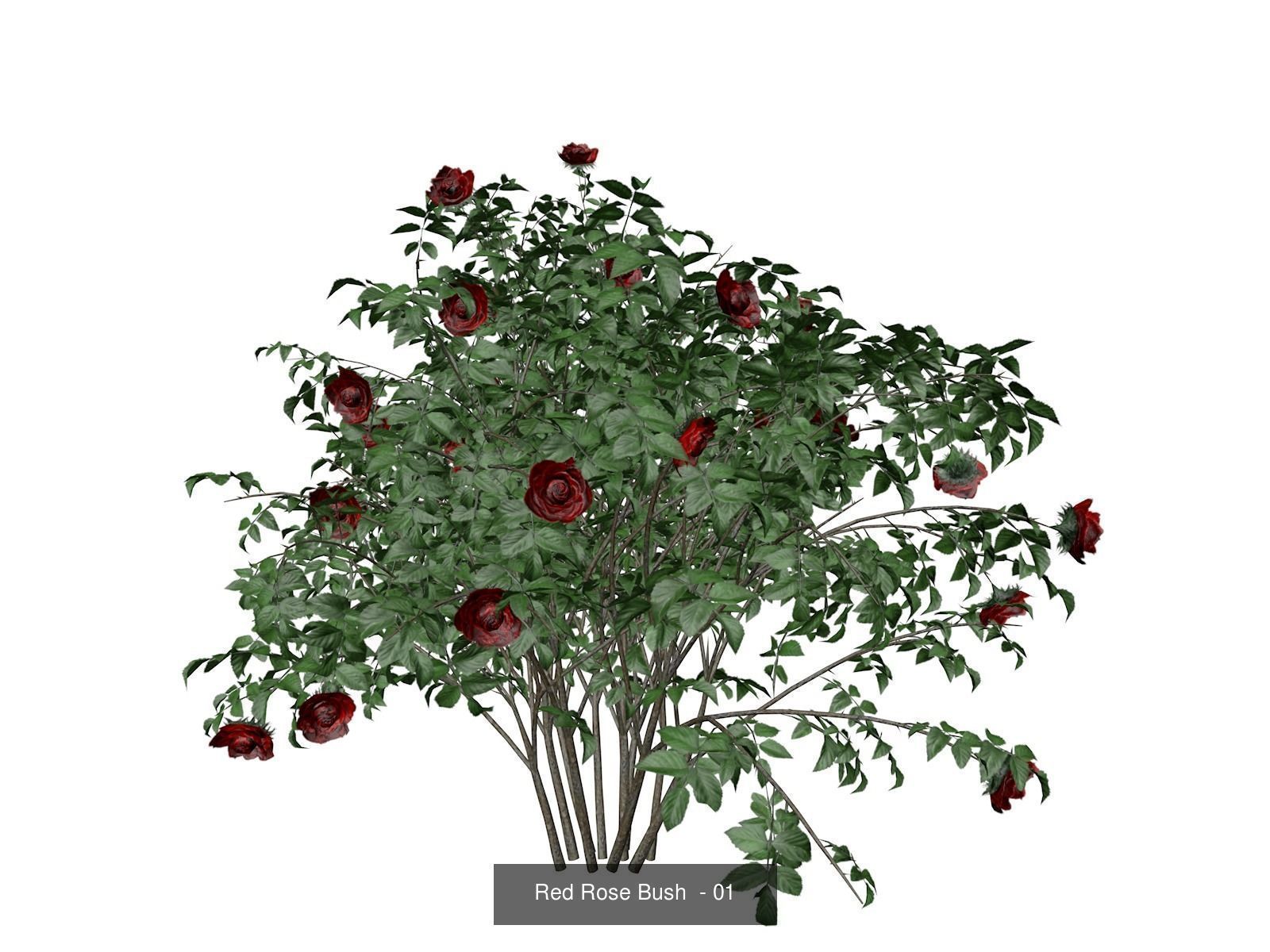 Red Rose Bushes 3D Model Collection | CGTrader