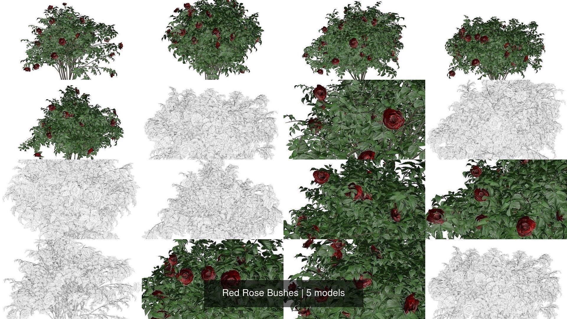 Red Rose Bushes 3D Model Collection | CGTrader