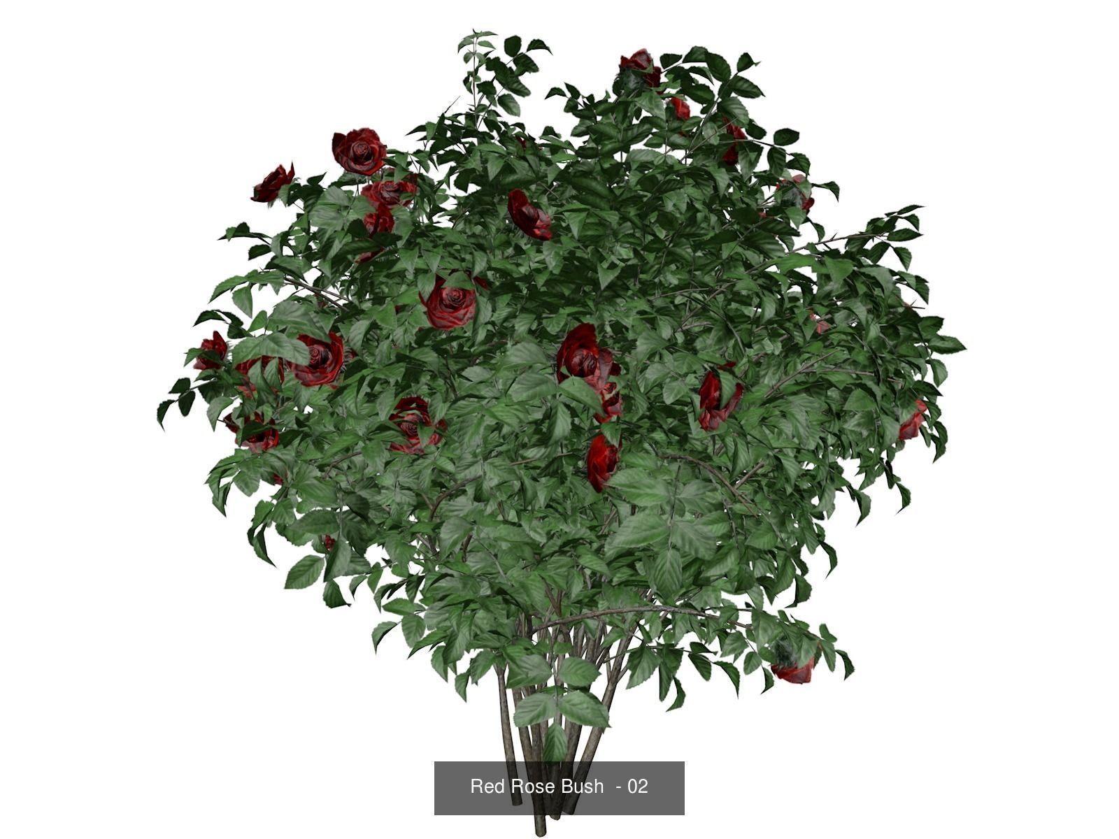 Red Rose Bushes 3D Model Collection | CGTrader
