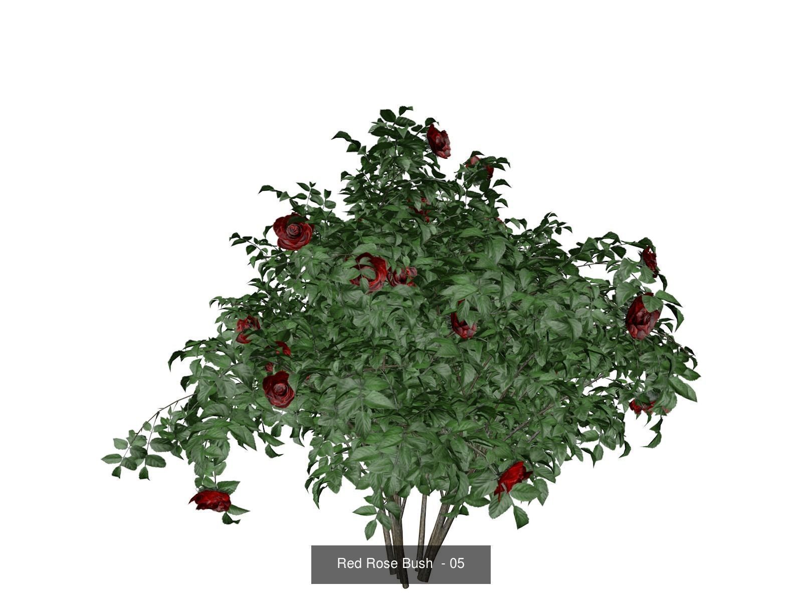 Red Rose Bushes 3D Model Collection | CGTrader