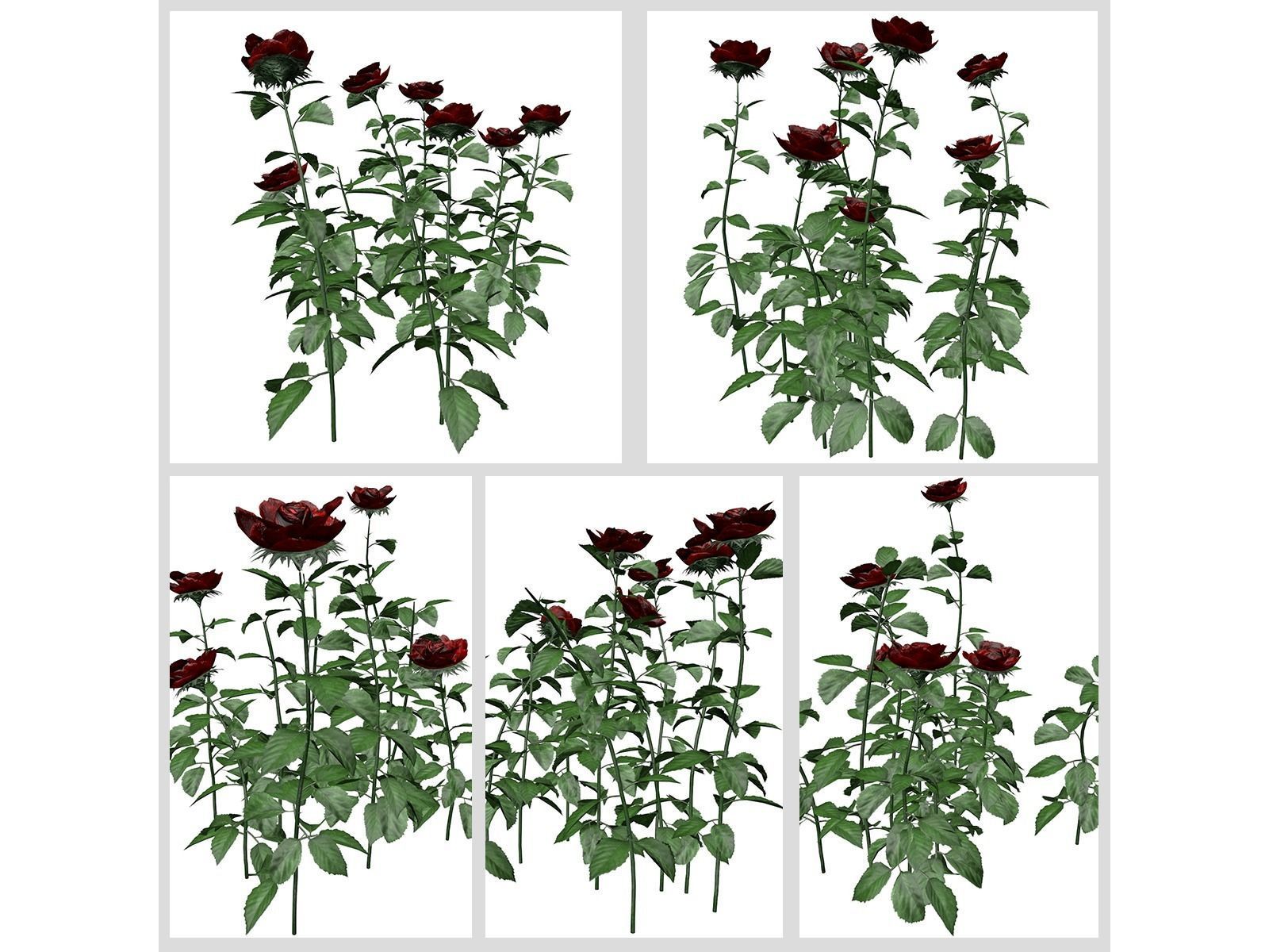 Red Rose Patches 3D Model Collection | CGTrader