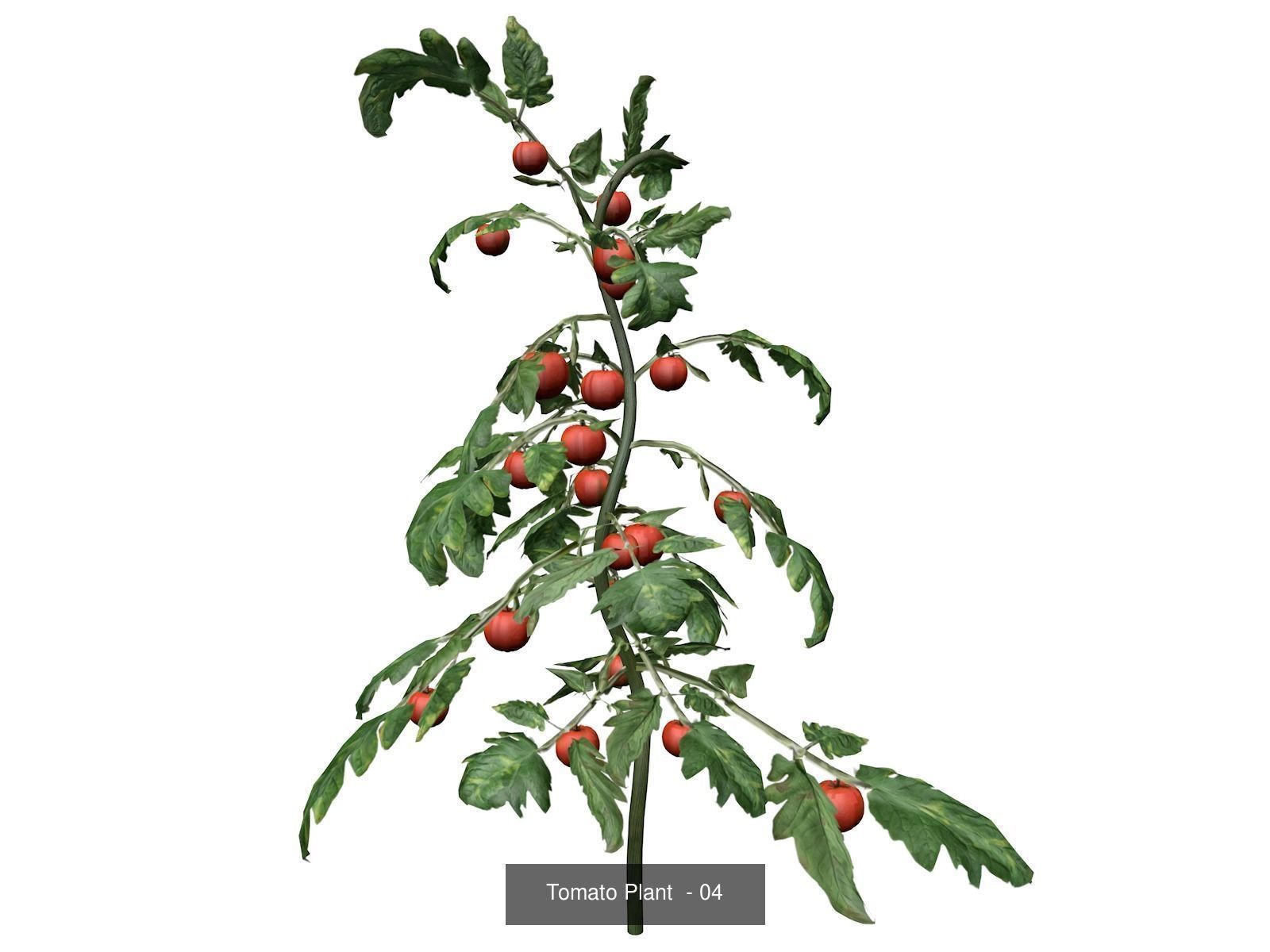 Tomato Plants 3D Model Collection | CGTrader