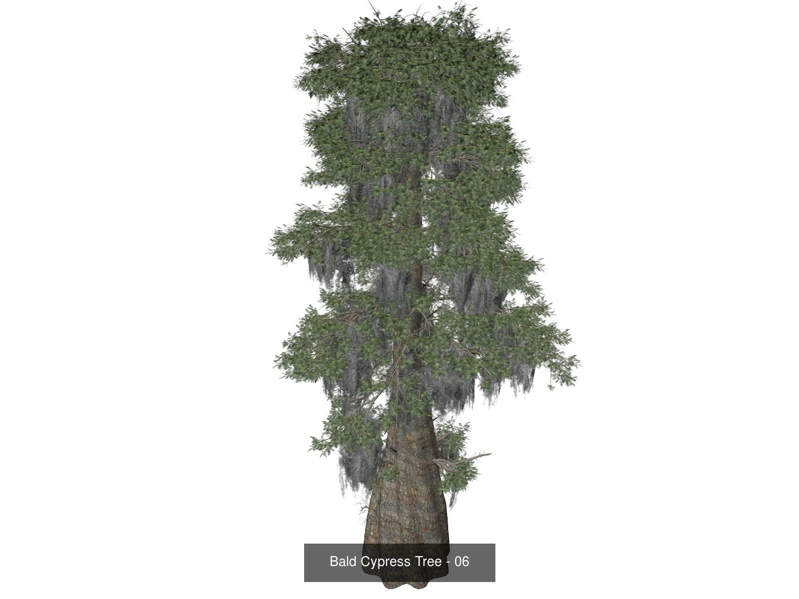 Bald Cypress Trees 3D Model Collection | CGTrader