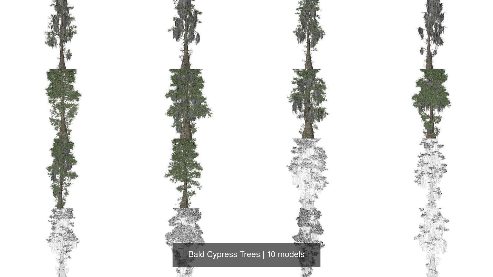 Bald Cypress Trees 3D Model Collection | CGTrader