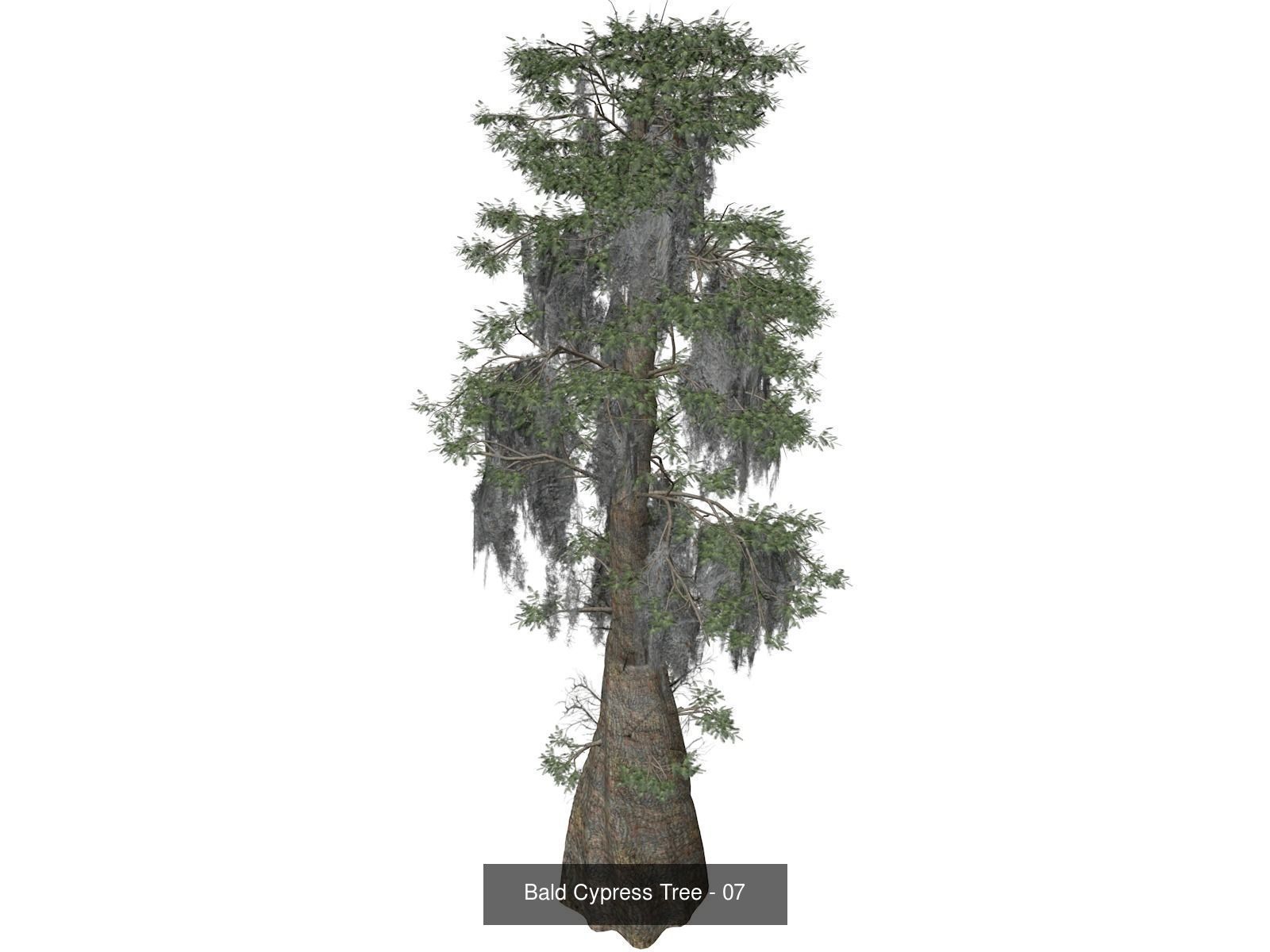 Bald Cypress Trees 3D Model Collection | CGTrader