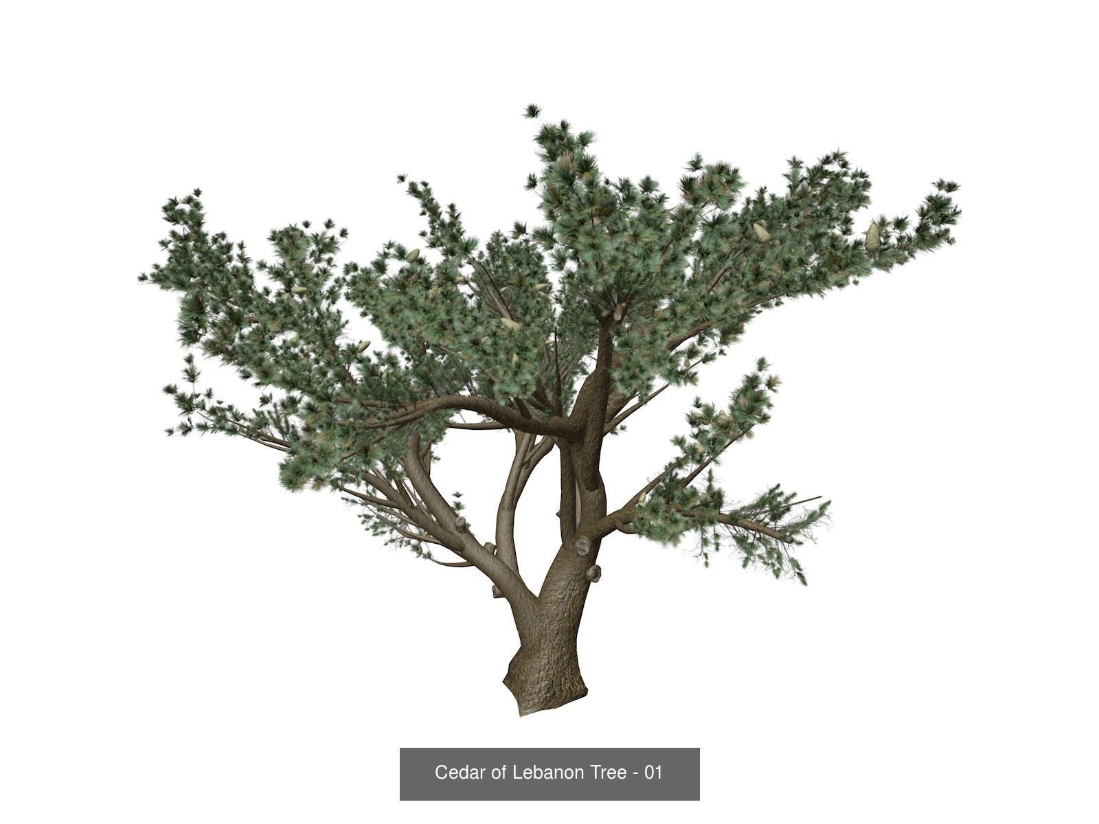 Cedar of Lebanon Trees 3D Model Collection | CGTrader