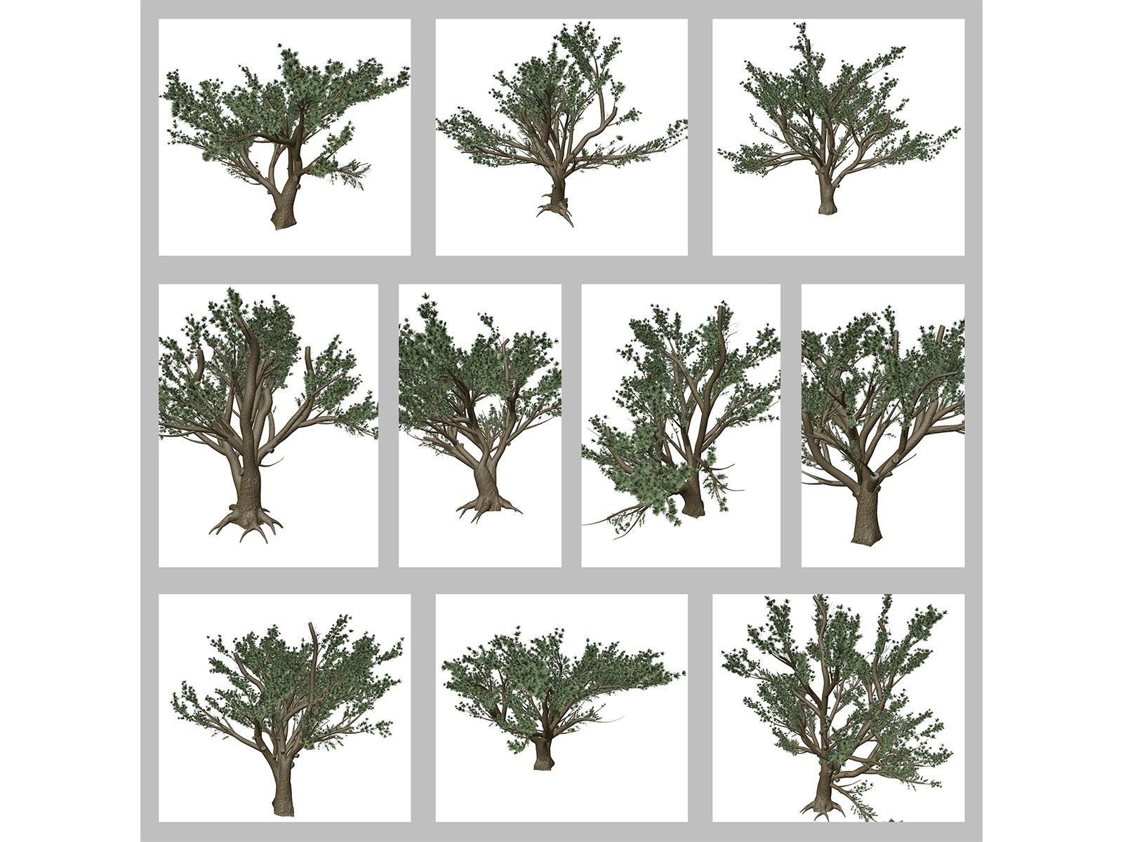 Cedar of Lebanon Trees 3D Model Collection | CGTrader