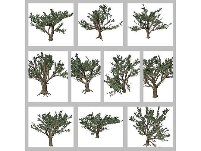 Cedar of Lebanon Trees 3D Model Collection | CGTrader