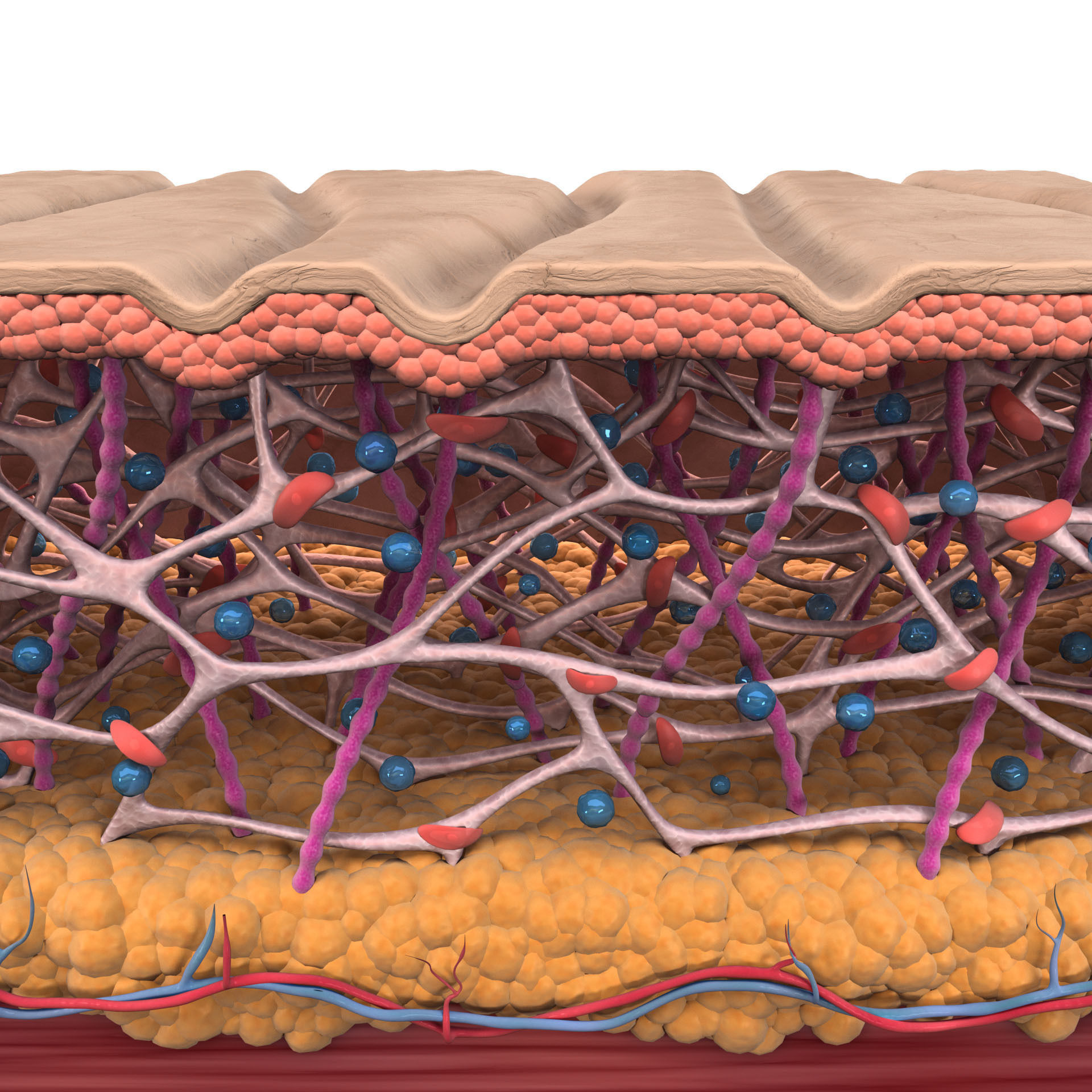 Skin Collagen Cross Section 3D model | CGTrader
