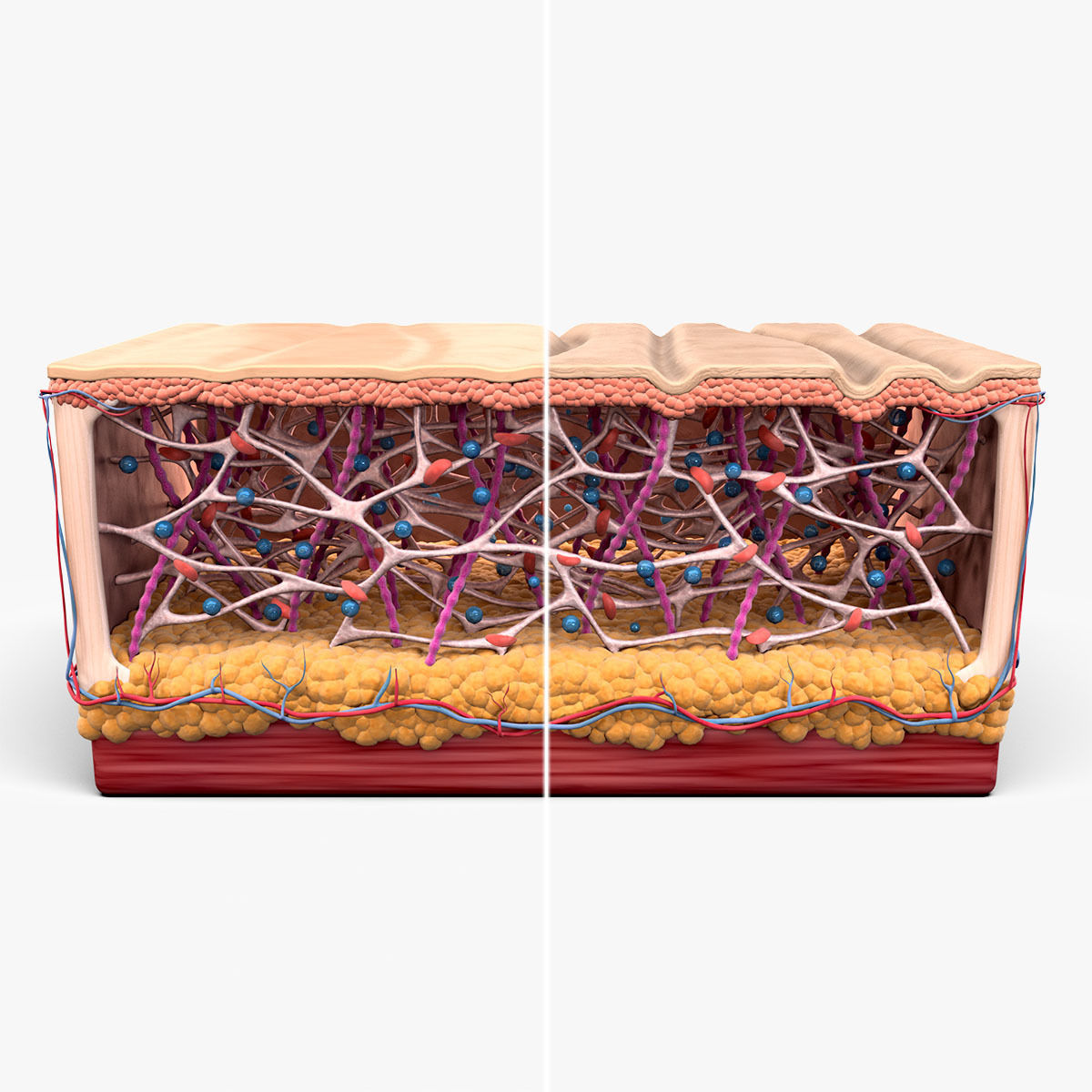 Skin Collagen Cross Section 3D model | CGTrader