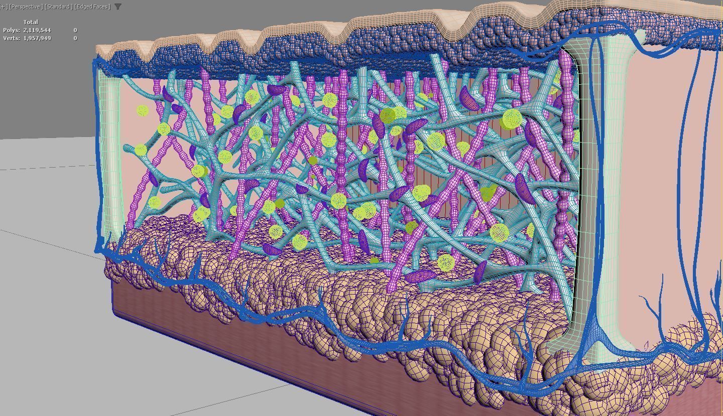 Skin Collagen Cross Section 3D model | CGTrader