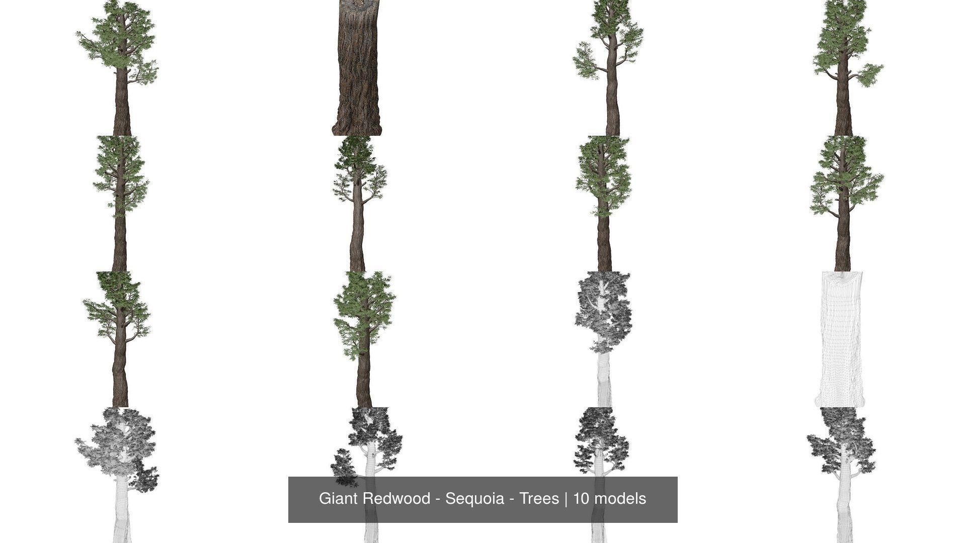 Giant Redwood - Sequoia - Trees 3D Model Collection | CGTrader