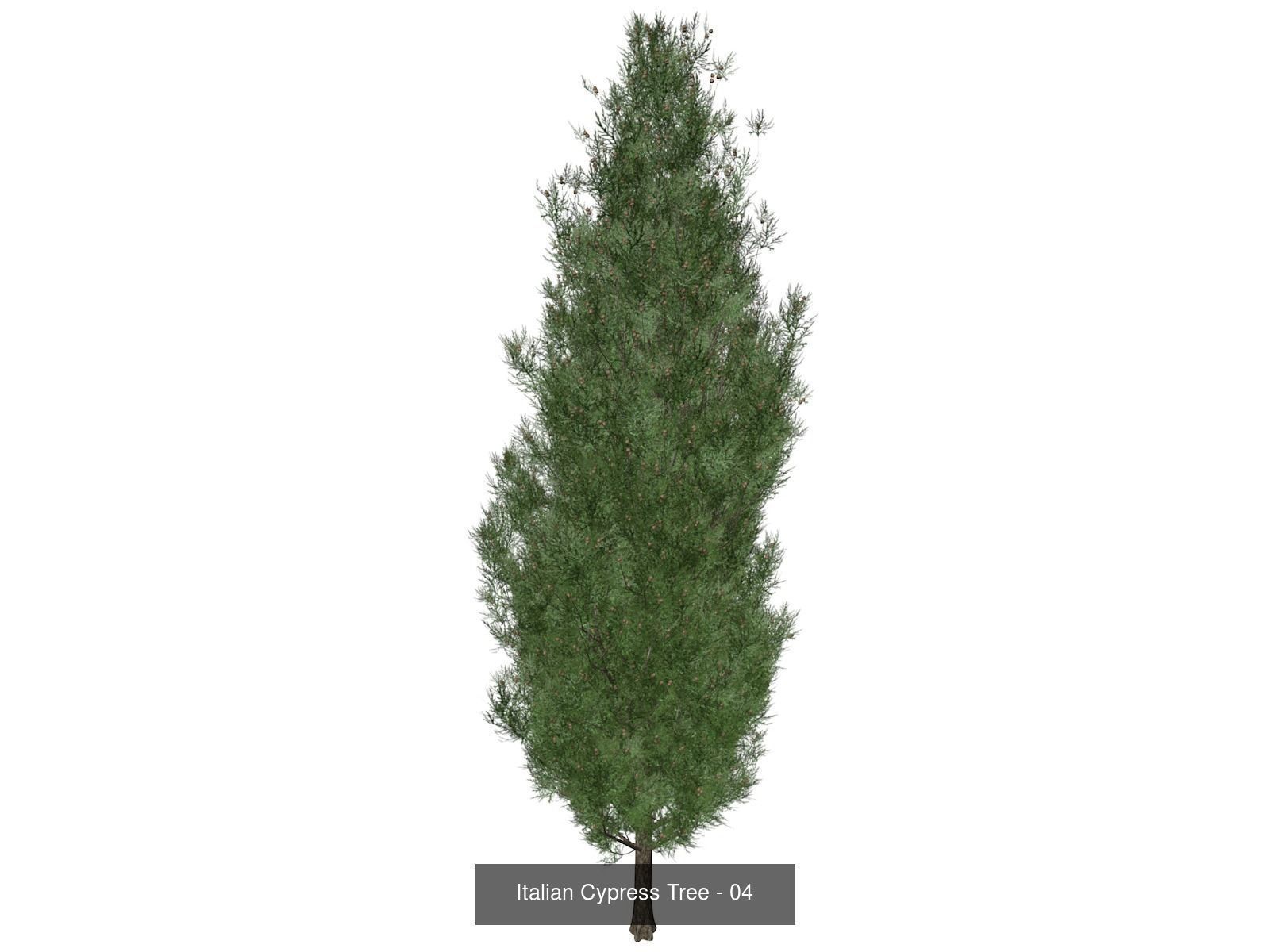 Italian Cypress Trees 3D Model Collection | CGTrader
