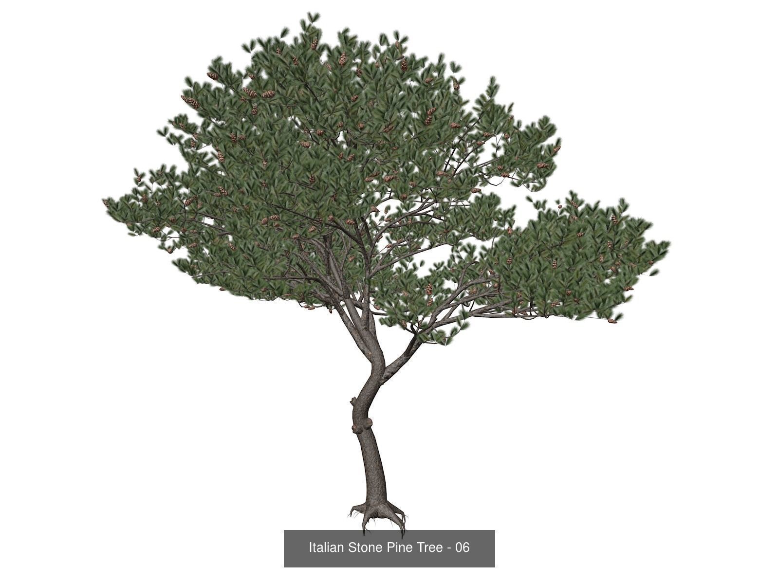 Italian Stone Pine Trees 3D Model Collection | CGTrader