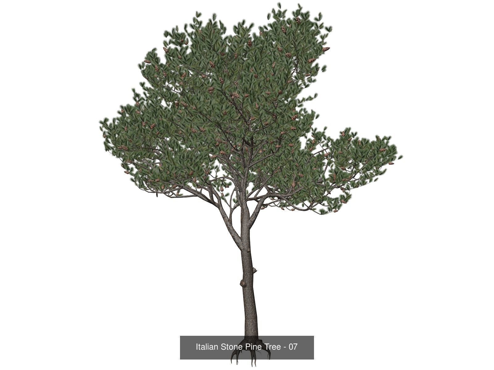 Italian Stone Pine Trees 3D Model Collection | CGTrader