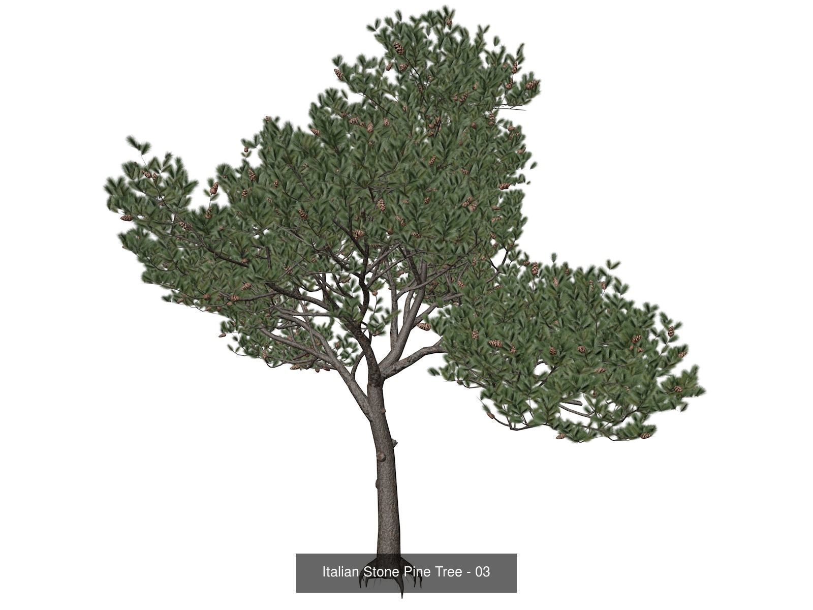 Italian Stone Pine Trees 3D Model Collection | CGTrader