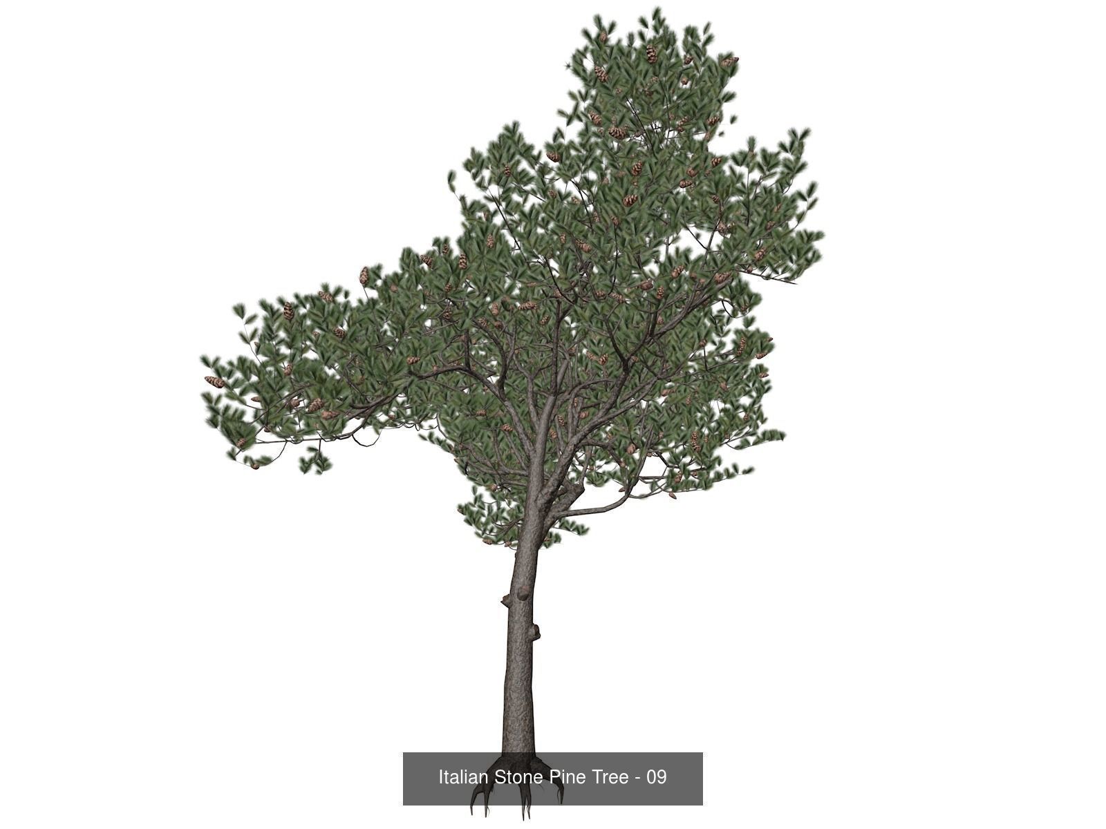 Italian Stone Pine Trees 3D Model Collection | CGTrader
