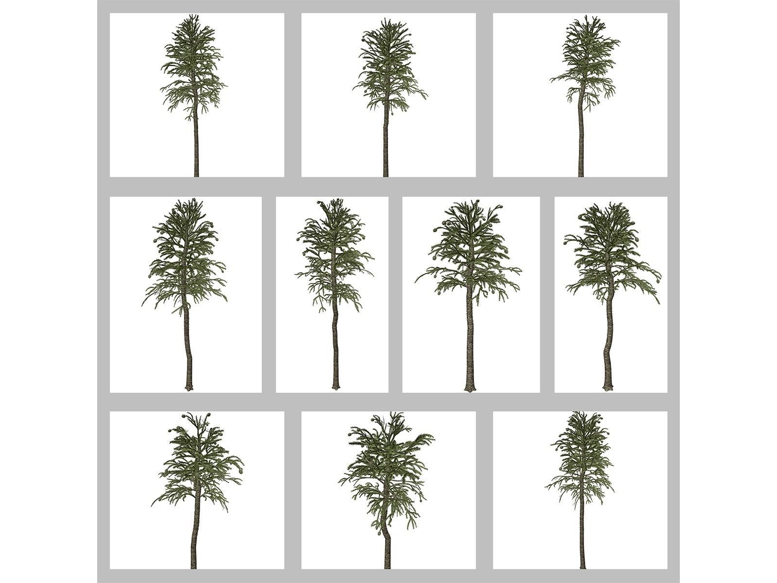 Monkey Puzzle Trees 3D Model Collection | CGTrader