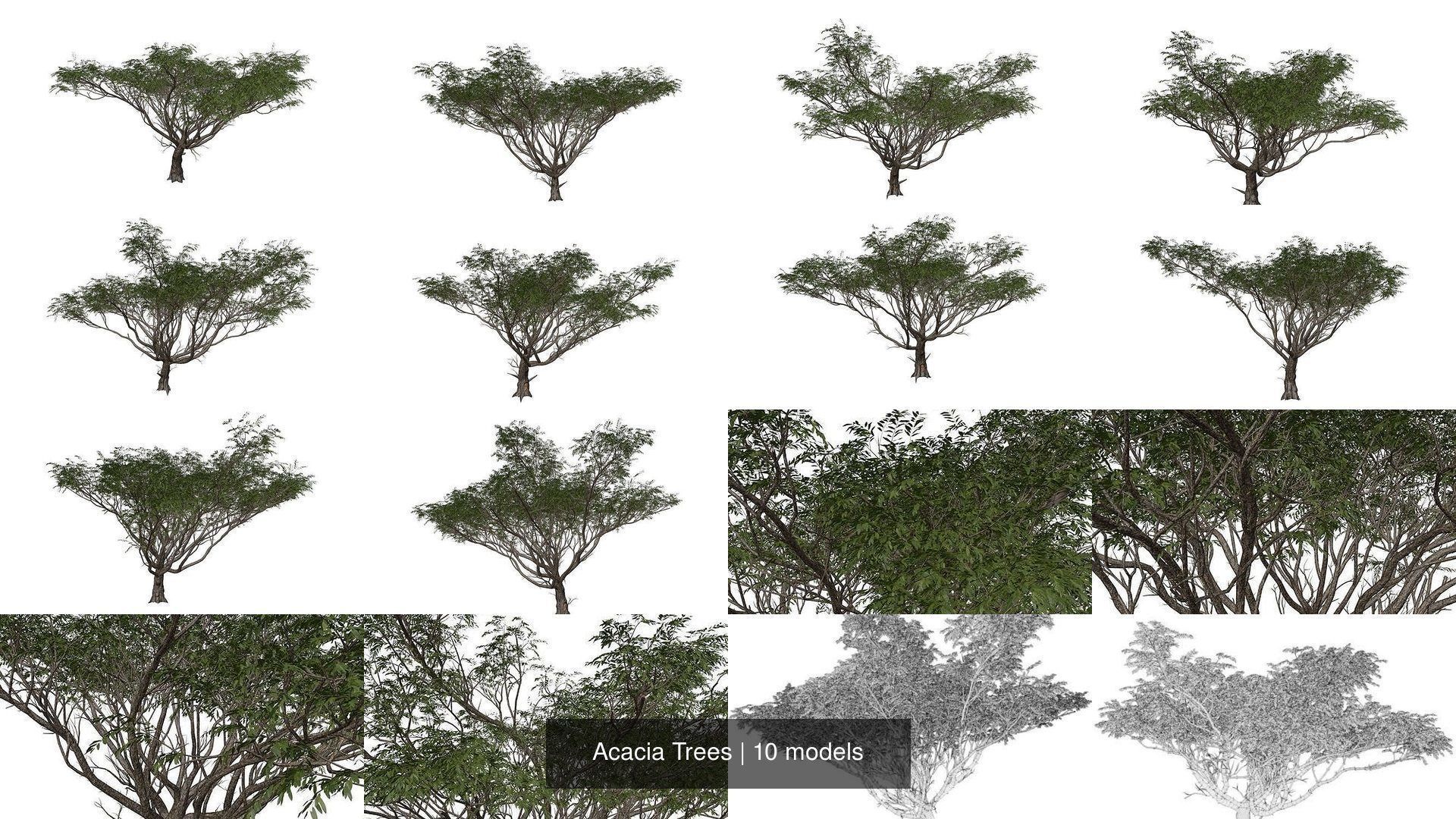 Acacia Trees 3D Model Collection | CGTrader